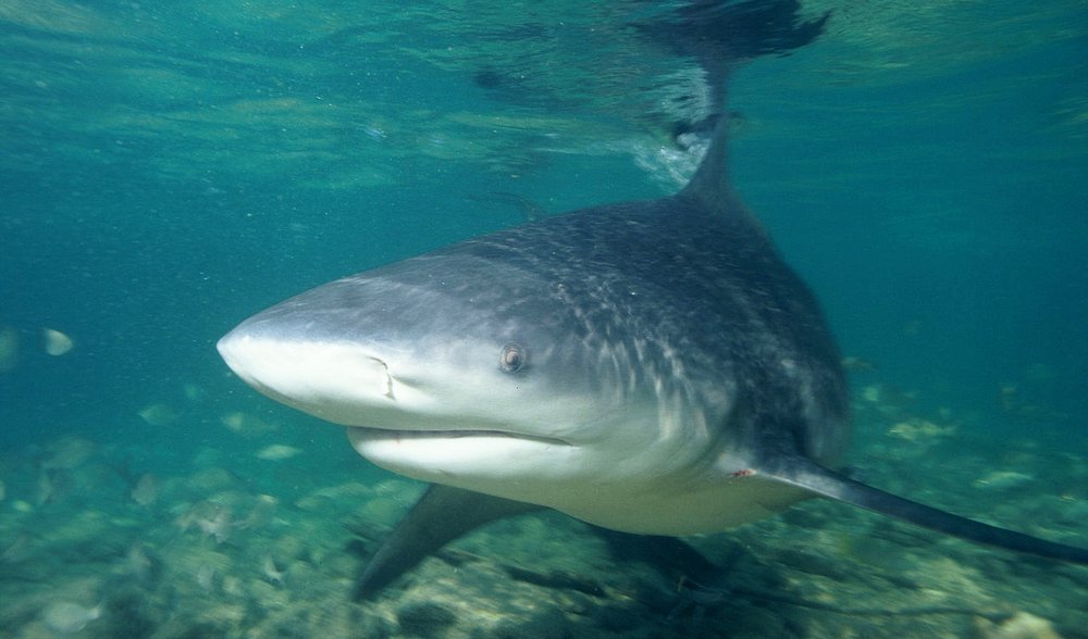 Datos que probablemente no sabías sobre los tiburones