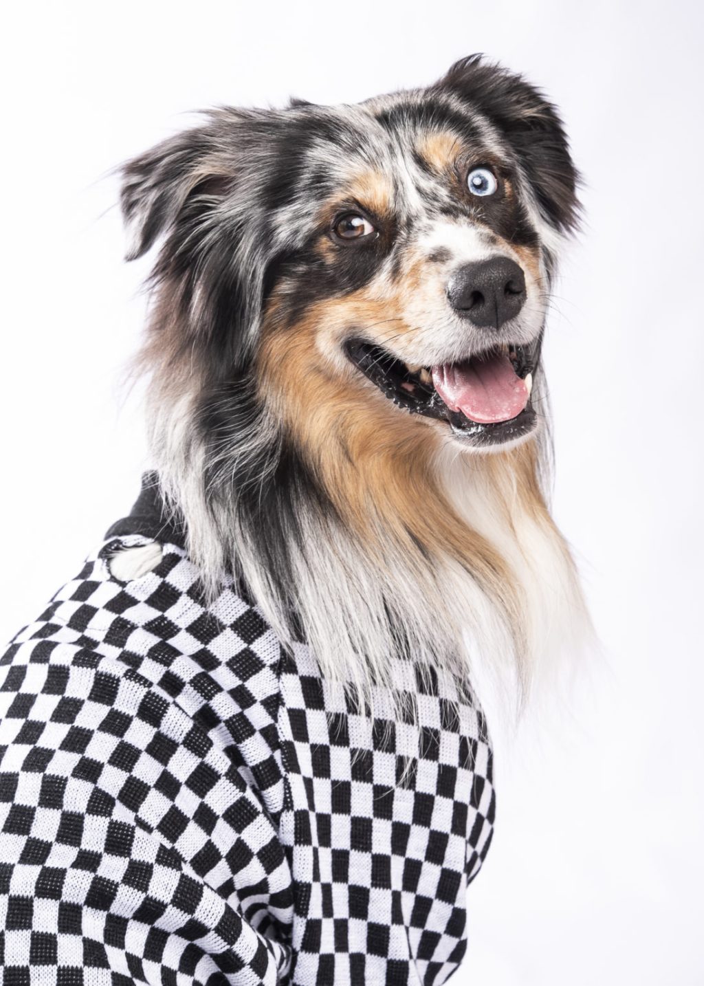 Bienvenido al mundo de WOOF: World of Our Friends